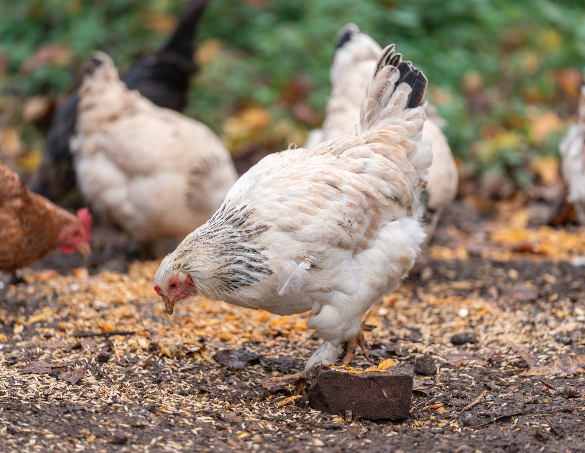 Symptoms of Kidney Problems in Chickens - Backyard Poultry